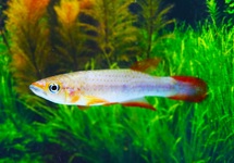 Killifish | Ruinemans group