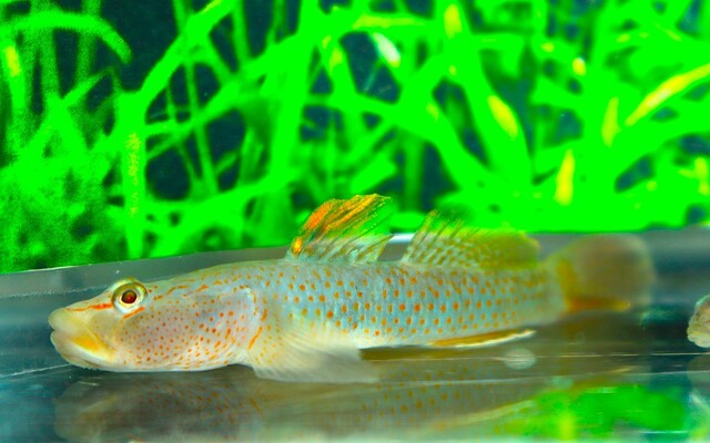 MACULAFASCIATUS GOBY | Ruinemans group