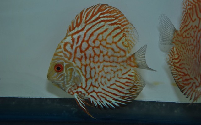 Super Pigeon Blood Discus