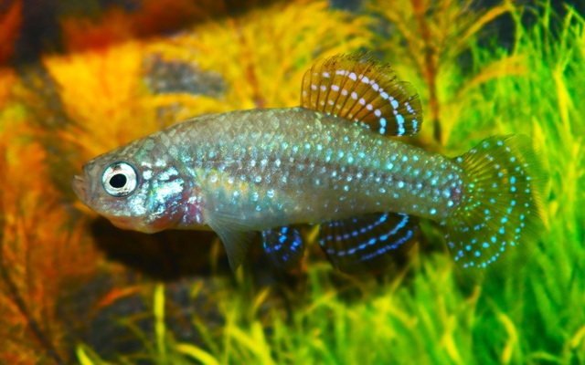 PARAPHANIUS MENTO M | Ruinemans group