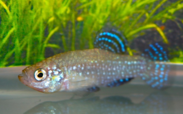 PARAPHANIUS MENTO M | Ruinemans group