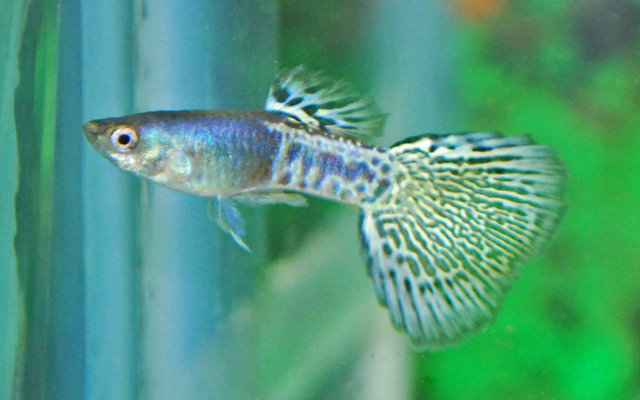 POEC. RET. SNAKESKIN BLUE MOSAIC MALE | Ruinemans group