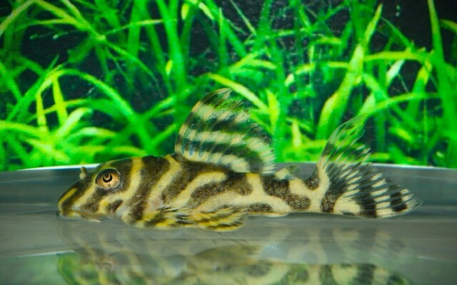 L333 HYPANCISTRUS JAUNE PLECO | Ruinemans group