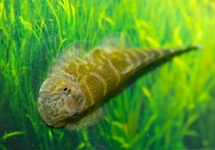 Hillstream loach | Ruinemans group
