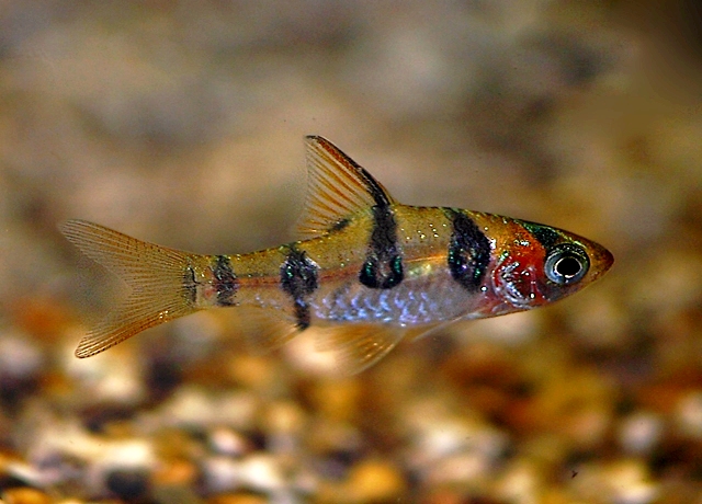 TÊte De Lion Red Cap | Ruinemans Aquarium